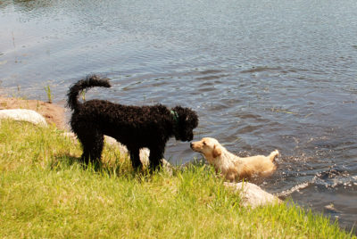 Home - Hidden Acres Pet Resort