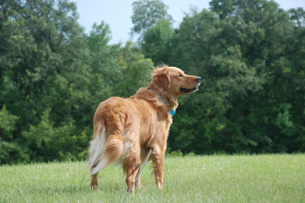 Home - Hidden Acres Pet Resort