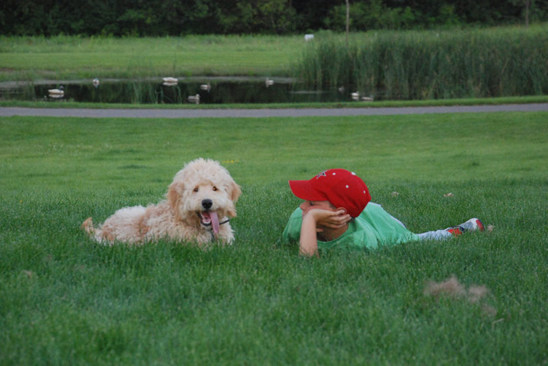 Home - Hidden Acres Pet Resort