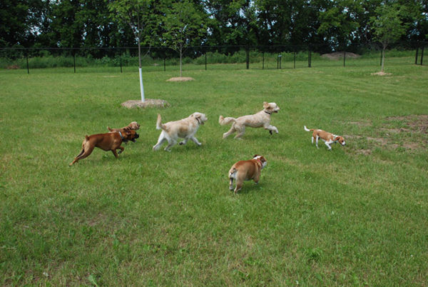 Home - Hidden Acres Pet Resort